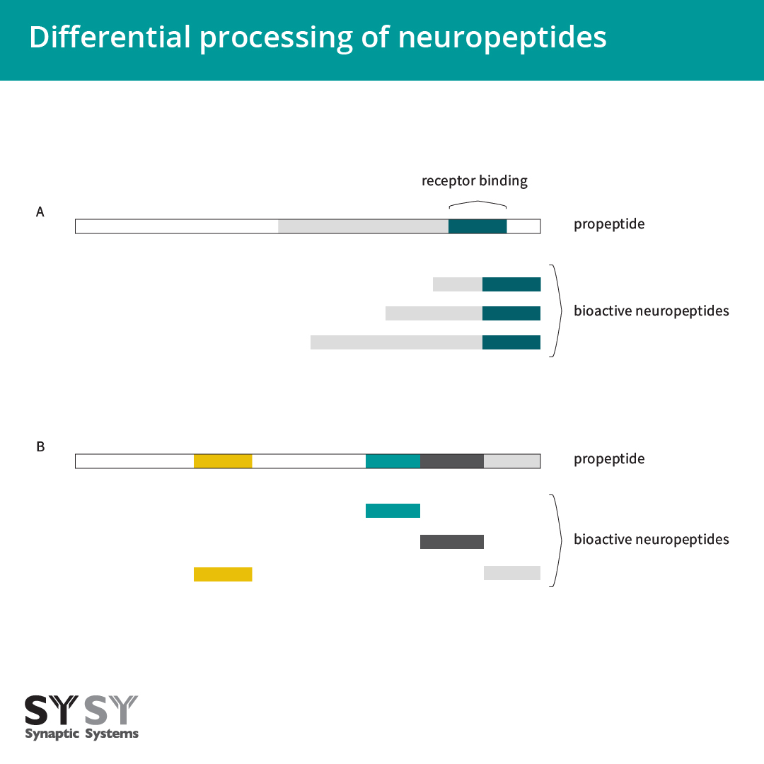 Neuropeptides